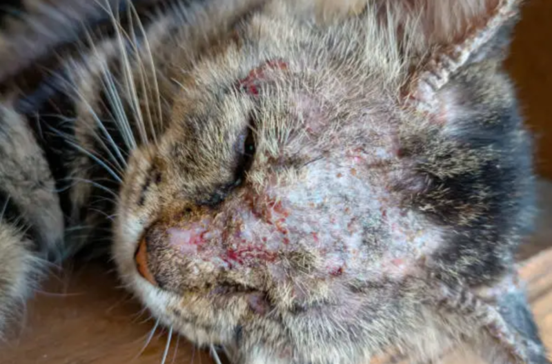 Penyebab Scabies Pada Kucing dan Solusinya - Kalamanthana